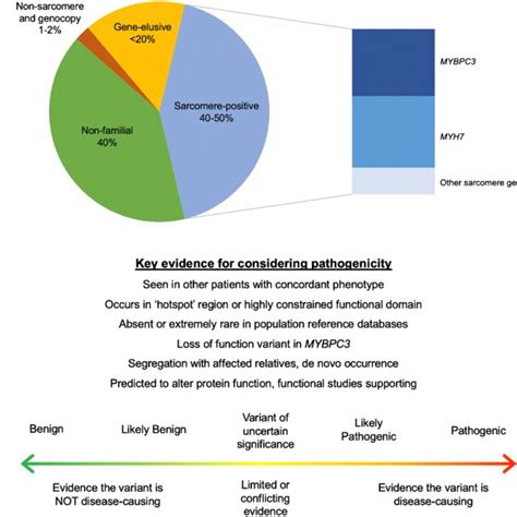 Of Diagnostic Yield And Approach To Variant Interpretation In Hcm A Download Scientific
