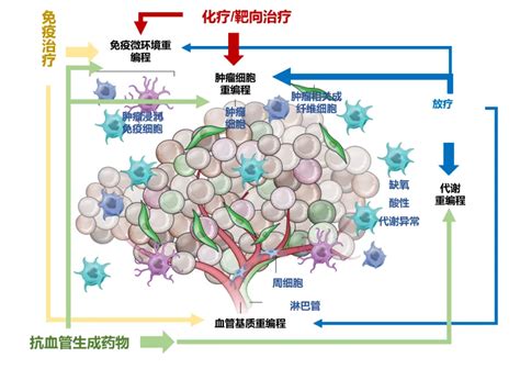 肿瘤免疫微环境在抗血管生成药物作用下的调控机制