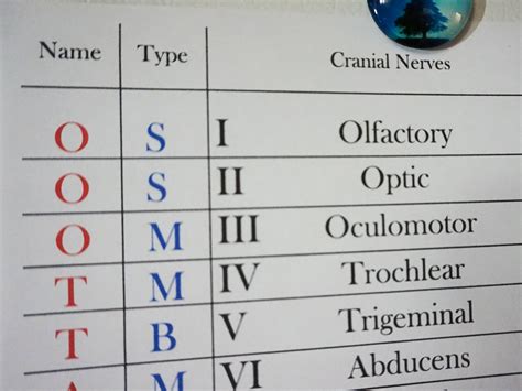 Cranial Nerves Worksheet Cranial Nerves Chart Cranial Nerves Study Guide Neurology Nervous