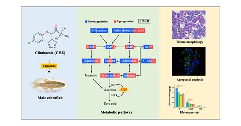 Chronic Exposure To Climbazole Induces Oxidative Stress And Sex Hormone