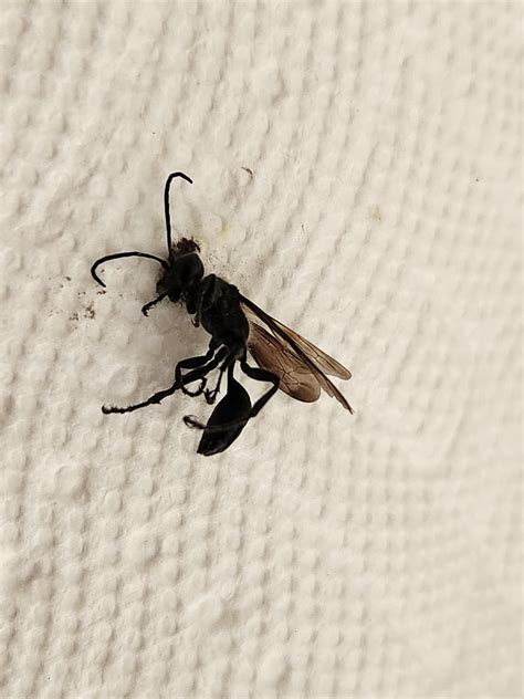 Can Anyone Identify This Rinsects