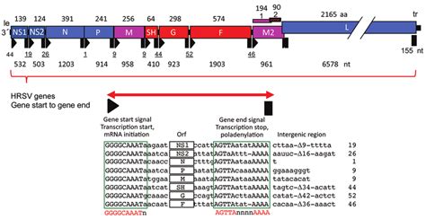 Schematic Aid To Gene Annotations Of HRSV Wholegenome Sequences An Download Scientific Diagram