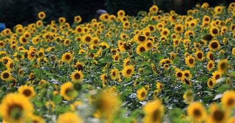 포토친구 태백 해바라기 꽃밭