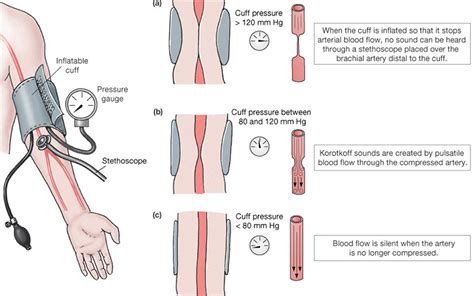 Brachial Artery And Deep Brachial Artery Location Pulse Function