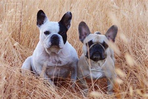 Nombres Top Para Perros Hembras Y Significados Feelcats