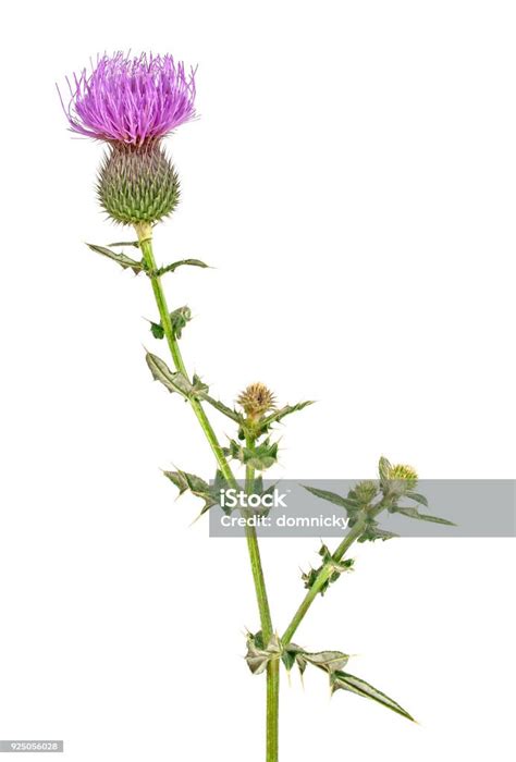 우유 엉 겅 퀴 식물 초본 치료 스카치 엉 겅 퀴 Cardus Marianus 축복된 우유 엉 겅 퀴 마리아 엉 겅 퀴 엉 겅 퀴 메리 성자 메리의 엉 겅 퀴 0명에 대한