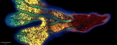 Plant Root Nodule Meyer Instruments