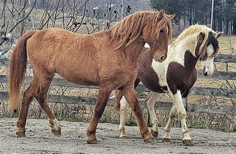 13 Incredible And Fascinating Facts About The Bashkir Curly Horse Factbook