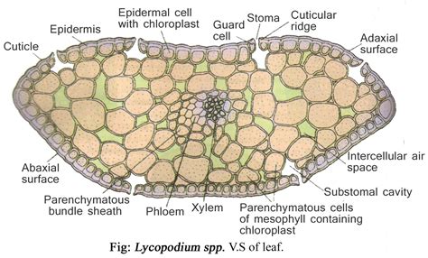 Lycopodium Classification Structure Of Sporophyte Reproduction Structure Of Gametophyte And