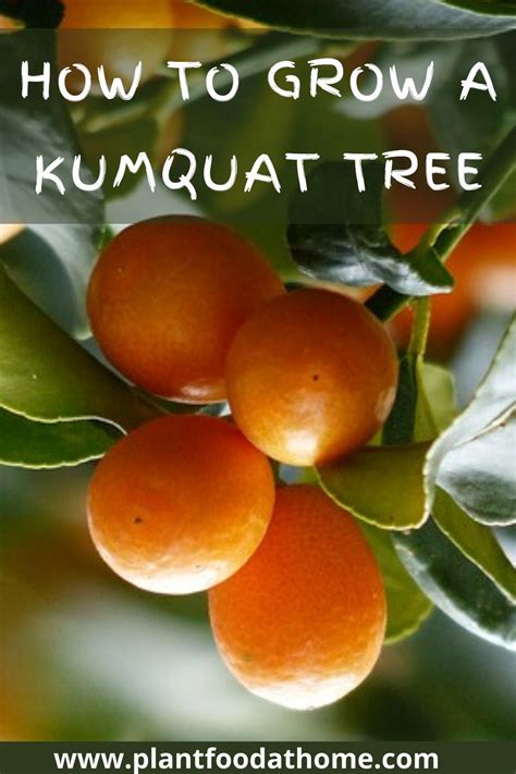 How To Grow Kumquats Complete Guide To Kumquat Tree Care Kumquat Tree Tree Care Kumquats