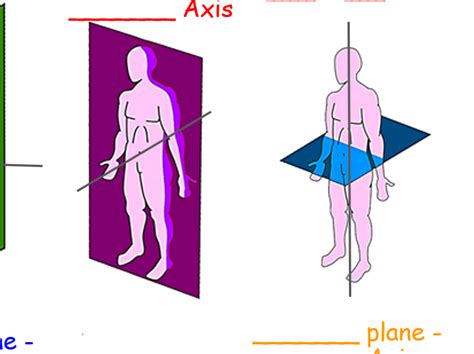 Movement Analysis Revision Session Teaching Resources