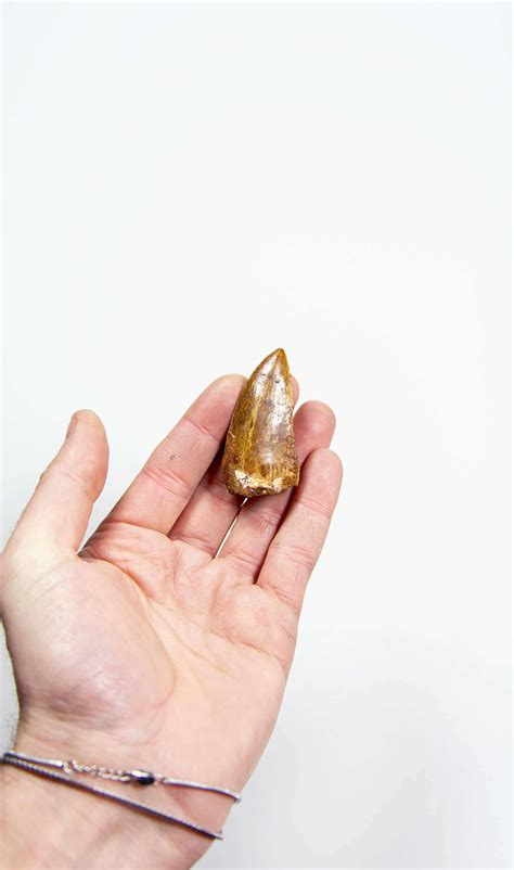 Real Dinosaur T Rex Carcharodontosaurus Tooth For Sale 60mm