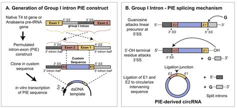 Circular RNA Synthesis BOC Sciences