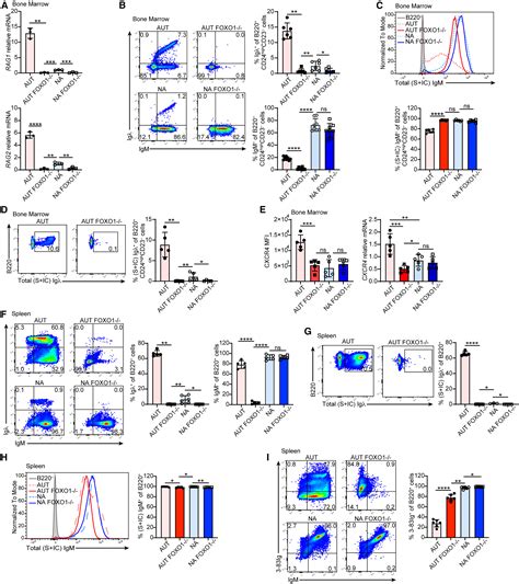 Regulation Of Foxo1 Expression Is Critical For Central B Cell Tolerance