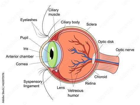 Human Eye Structure Diagram Schematic Vector Illustration Medical Science Educational