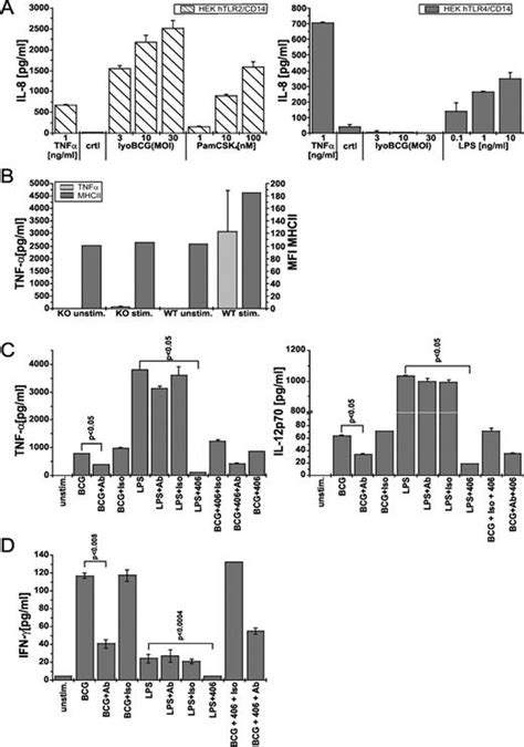 Mycobacteria Induce Ifn γ Production In Human Dendritic Cells Via
