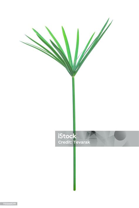 우산 식물 파피루스 시 퍼 루스 L 흰색 백 그 룬에 고립 클리핑 패스 갈대속 벼과에 대한 스톡 사진 및 기타 이미지 갈대속 벼과 식물 컷아웃 Istock