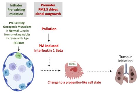 Love Your Lungs On Twitter A Very Useful Image Is This One It