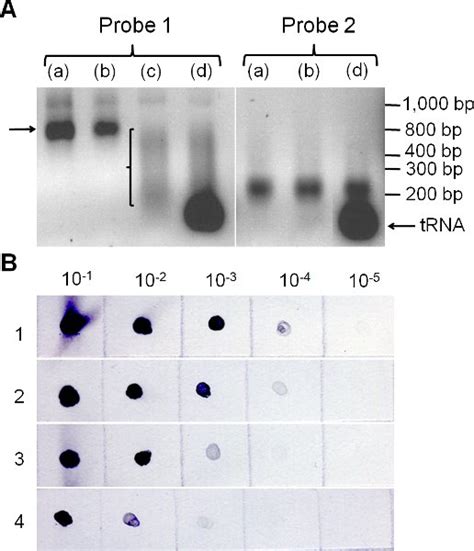 Video In Situ Hybridization For The Precise Localization Of