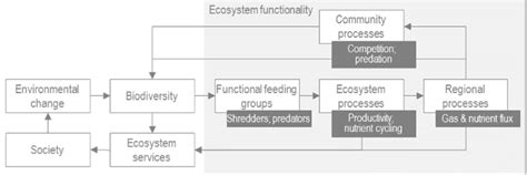 Conceptual Diagram Of The Linkages Between Biodiversity Ecosystem Download Scientific Diagram