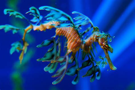 Leafy Sea Dragon