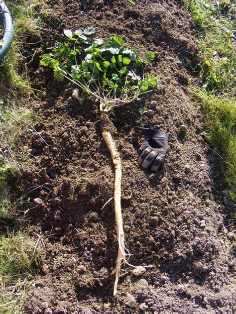 Days On The Claise Pulling The Parsnip