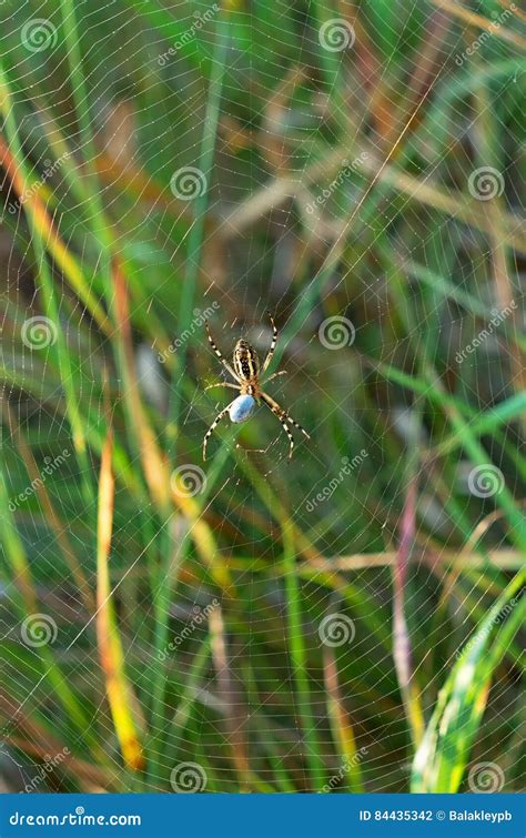 Spider Cocoon Images Download 476 Royalty Free Photos Page 2