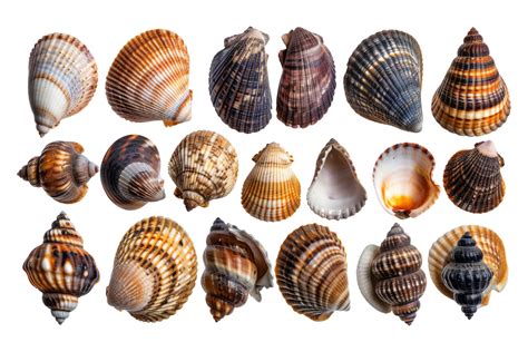 Collection Of Seashells Isolated 49216369 Png