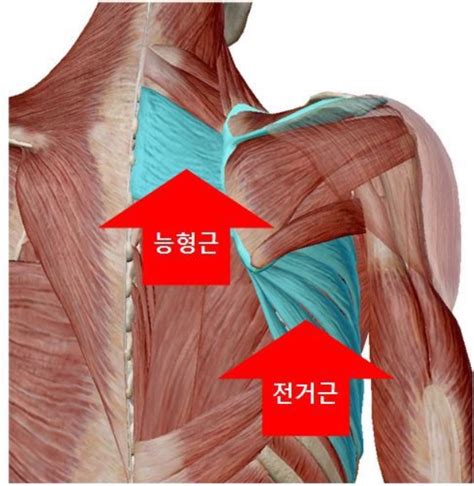견갑골의 기능과 안정성을 담당하는 근육 전거근과 능형근의 상호 관계에 대해 알아보자