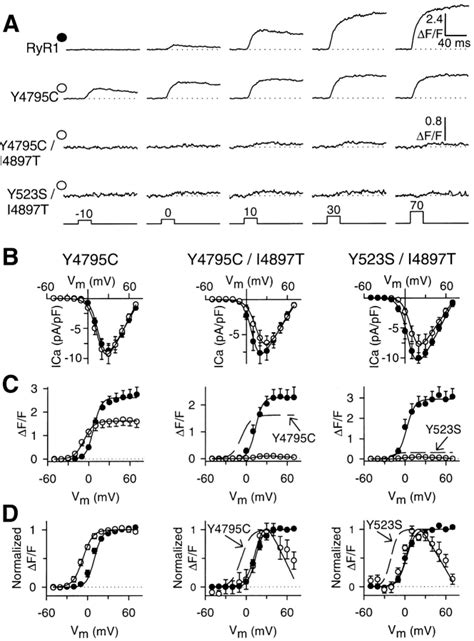 The I4897t Mutation Converts Nh2 Terminal Y523s And Cooh Terminal