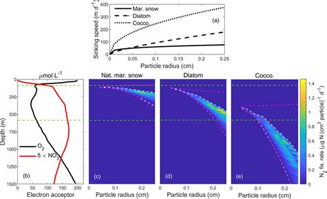 N2 Fixation Rates In Different Types Of Sinking Particles With