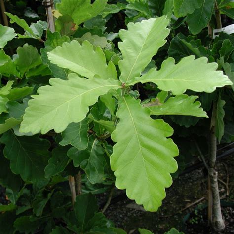 Quercus Dentata