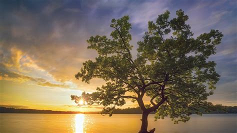 Tree Water Lake Free Stock Video Pixabay