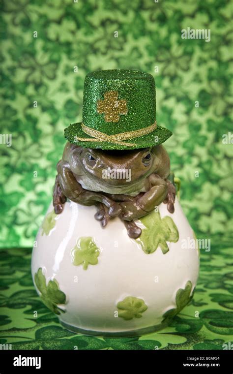 White S Or Dumpy Tree Frog With St Patricks Day Hat On Green Shamrock Clover Background Stock