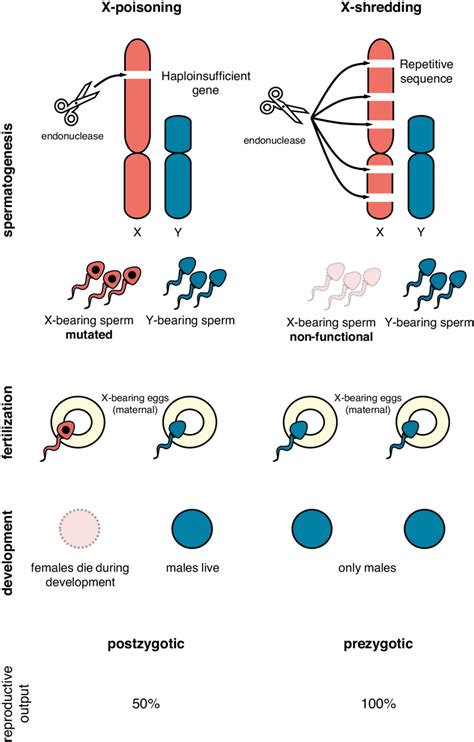 Mechanisms Of Synthetic CRISPR Based Sex Ratio Distorters SRDs A Sex Download Scientific