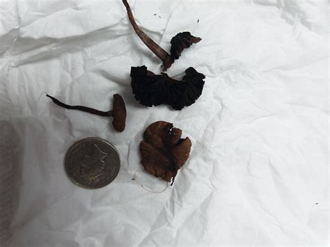 I Ve Never Seen Anything Like This Dried Out Very Quickly R Mycology