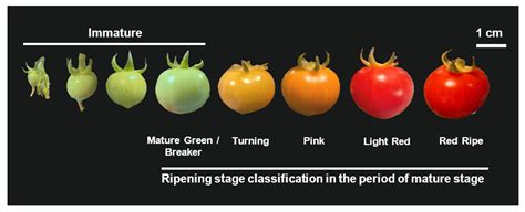 Tomato Fruit Growth And Nutrient Accumulation In Response To Blue And