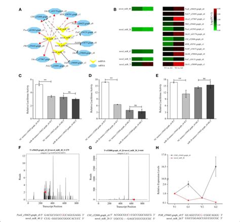 Figure Expression Profile And Validation Of Key Mirna Mrna Interaction
