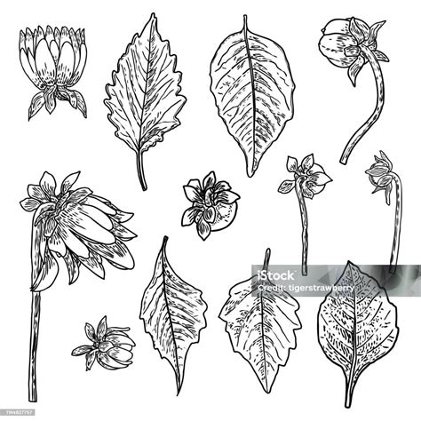 녹색 숲 펀 열 대 녹지 예술의 벡터 디자이너 요소 집합입니다 나뭇잎과 데이지 달리아 진 니 아와 거 베라 꽃 단풍 자연 잎의 반 열린 싹의 컬렉션입니다 디자인을 위한