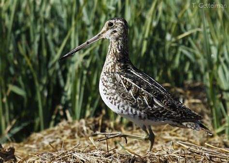Wilsons Snipe Don Edwards San Francisco Bay National Wildlife Refuge