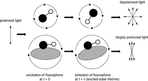 Fluorescence Polarization Fp Assays For Monitoring Peptide‐protein Or