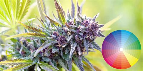 Understanding Weed Color