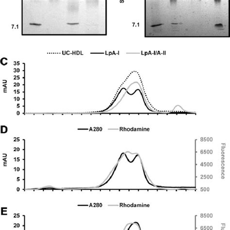 Lpa I And Lpa I A Ii Particle Size Analysis A A Native Page Gel With Download Scientific