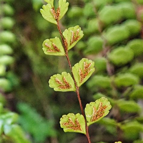 Asplenium Trichomanes 10 000 Things Of The Pacific Northwest