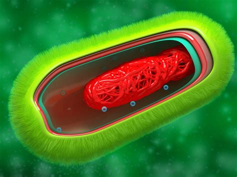Prokaryotic Cell Cell Biology