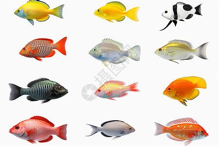 色彩鲜艳的热带鱼图片素材 正版创意图片600175026 摄图网