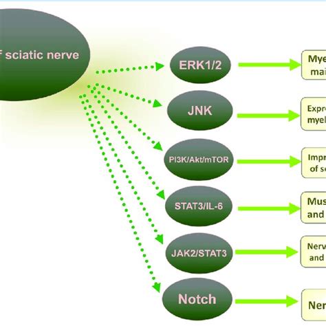 Map Of Signaling Pathways In The Repair Of Sciatic Nerve Download