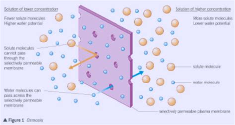 Osmosis Flashcards Quizlet