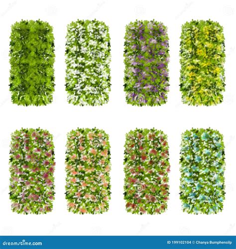 Watercolor Tree Top View Stock Photo Image Of Isolated