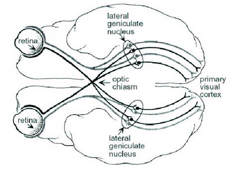 Visual Pathways From The Retina Through The Lateral Geniculate Nucleus